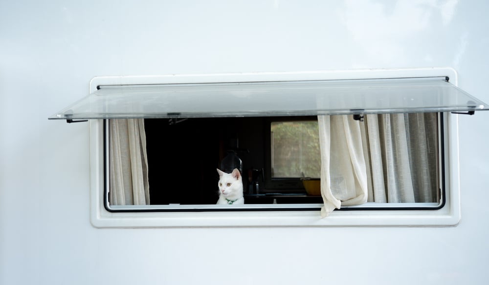 Our top tips on touring with cats